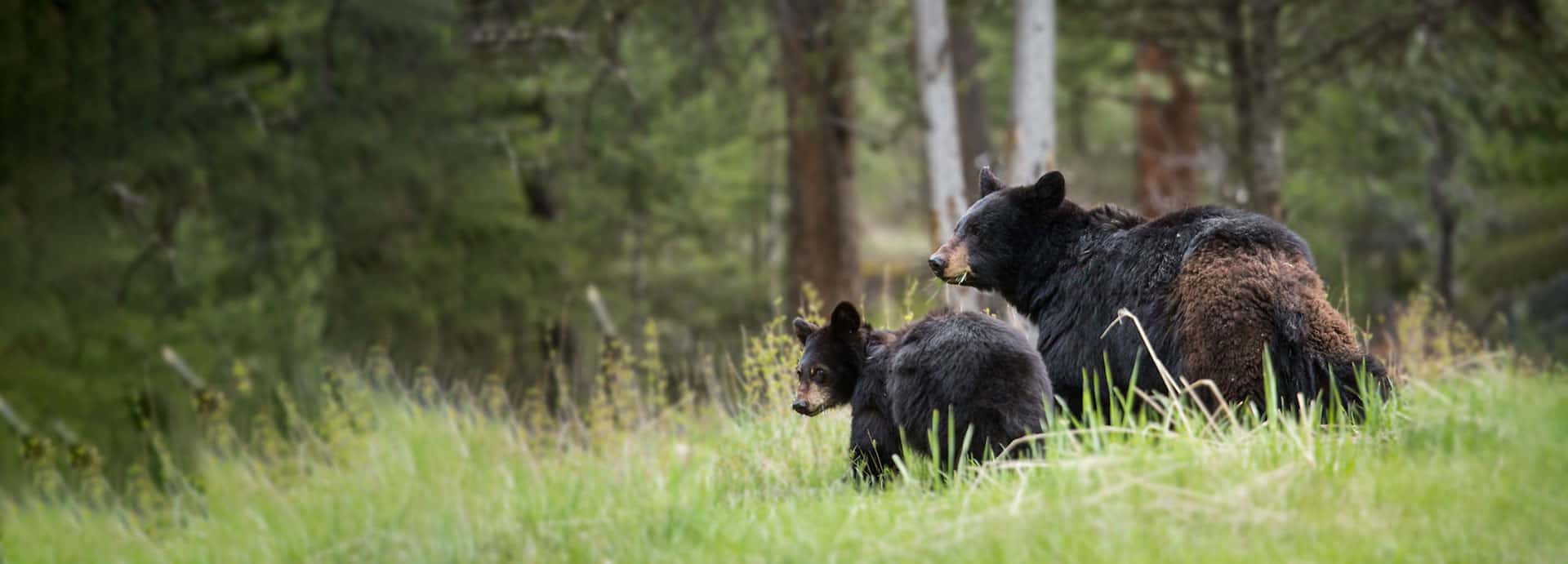 Bear Profile - Project Coyote