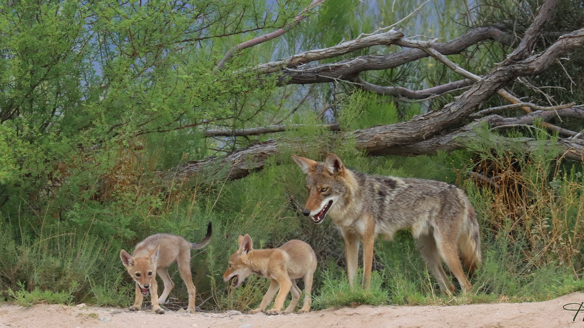 Homepage - Project Coyote