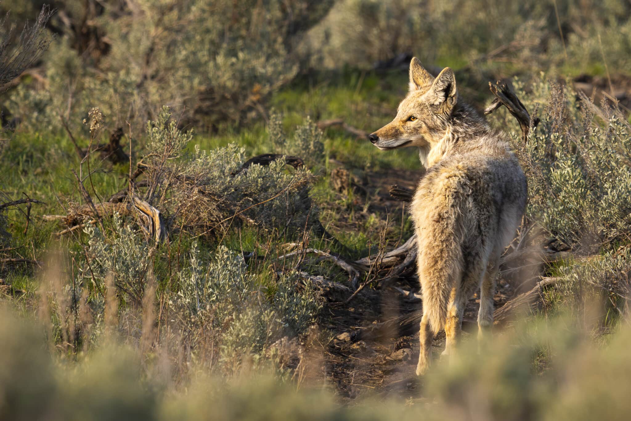 Homepage - Project Coyote