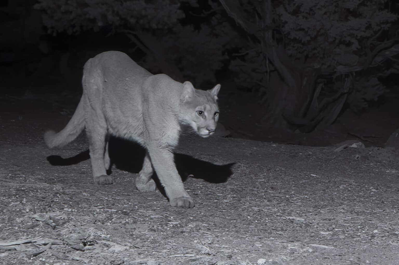 Homepage - Project Coyote