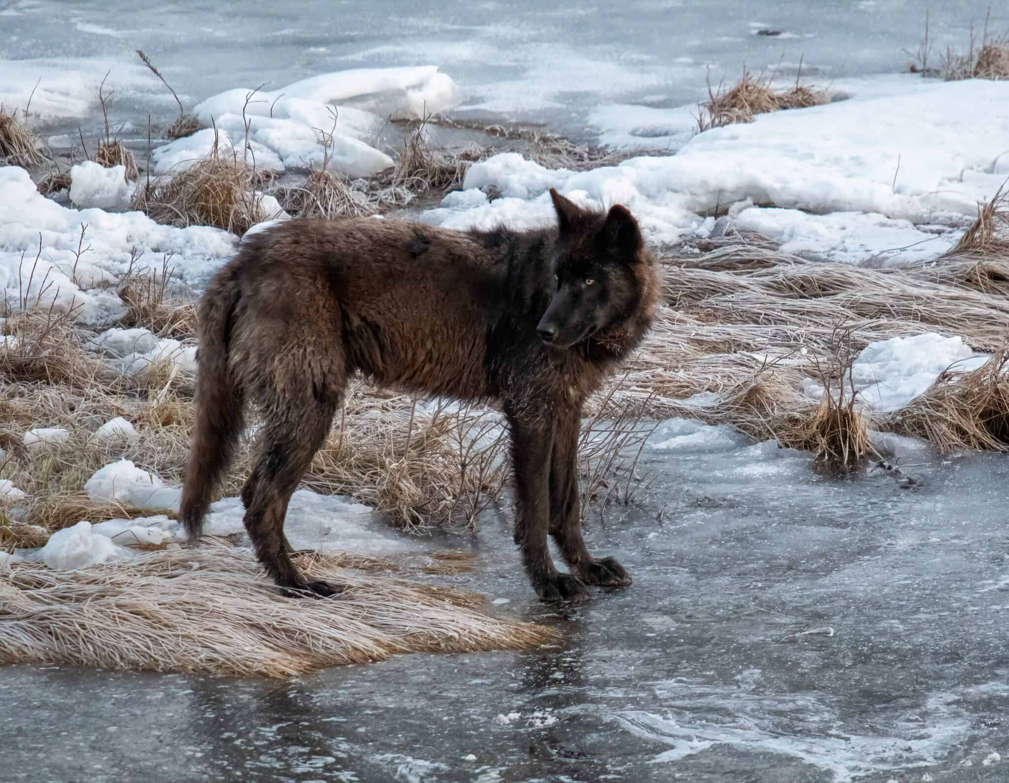 Homepage - Project Coyote